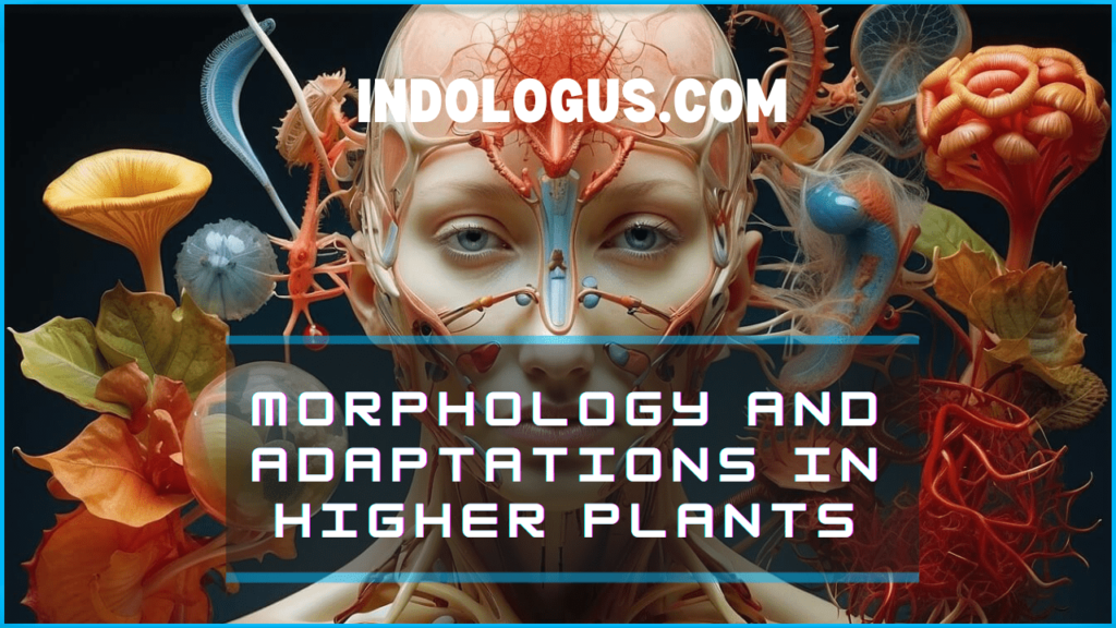 Morphology And Adaptations In Higher Plants » IndoLogus.com